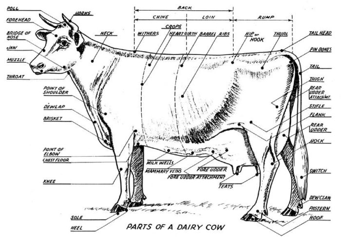 anatomie koe | Maria Tiqwah